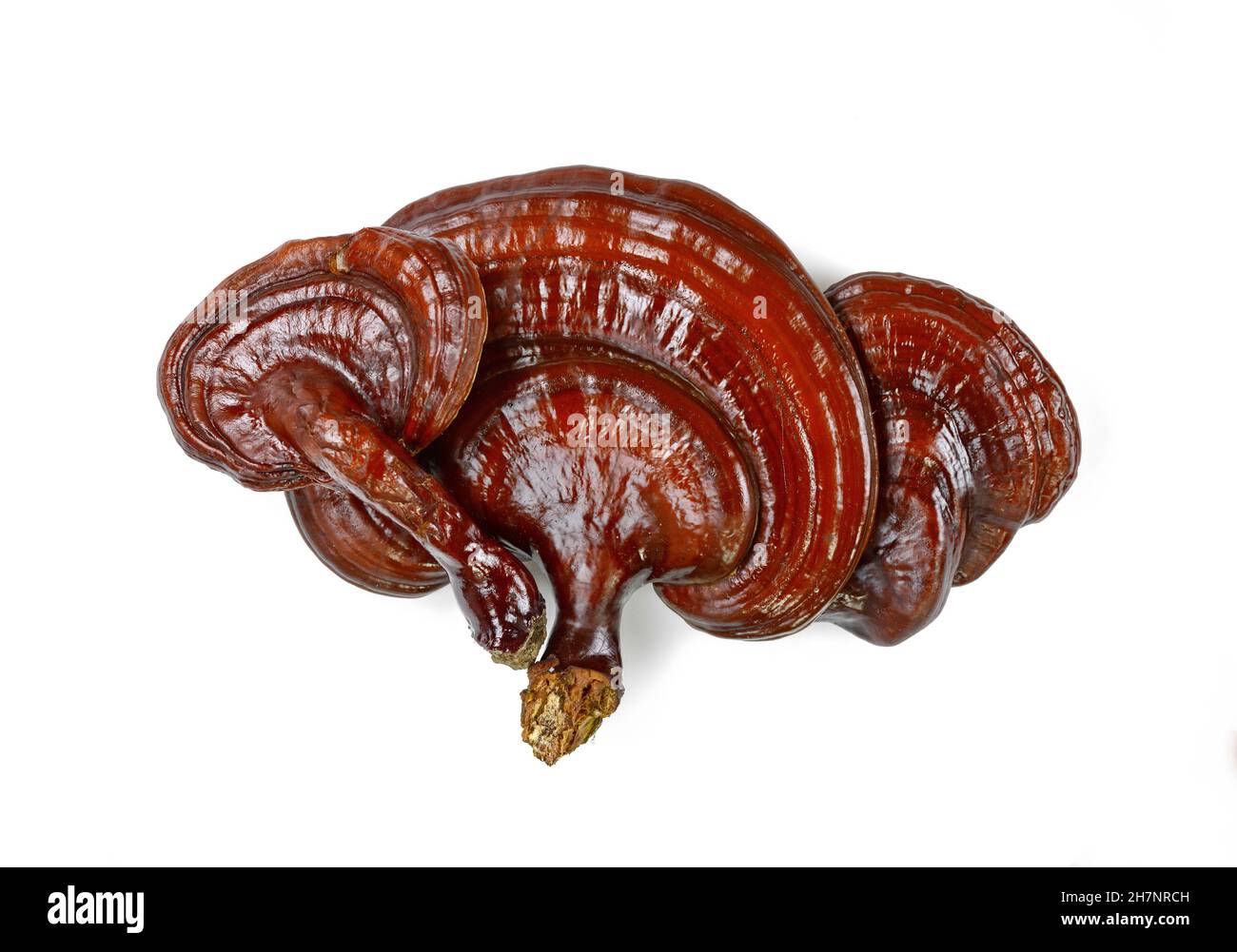 Ganoderma lucidum isolated on white background. Lingzhi mushroom.Also ...