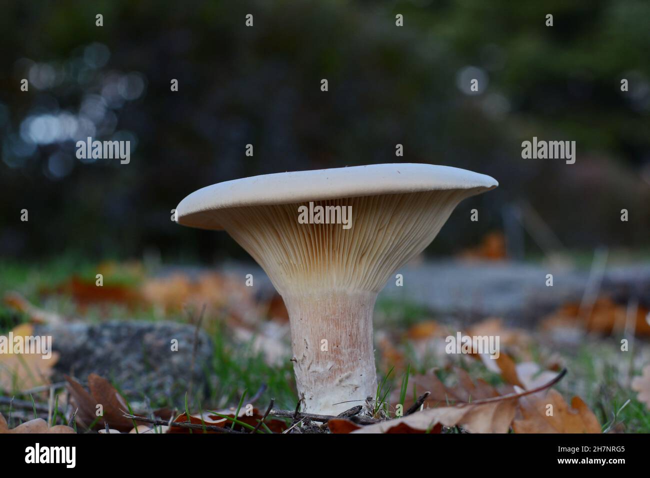 Trooping Funnel Fungus - Clitocybe geotropa Stock Photo - Alamy
