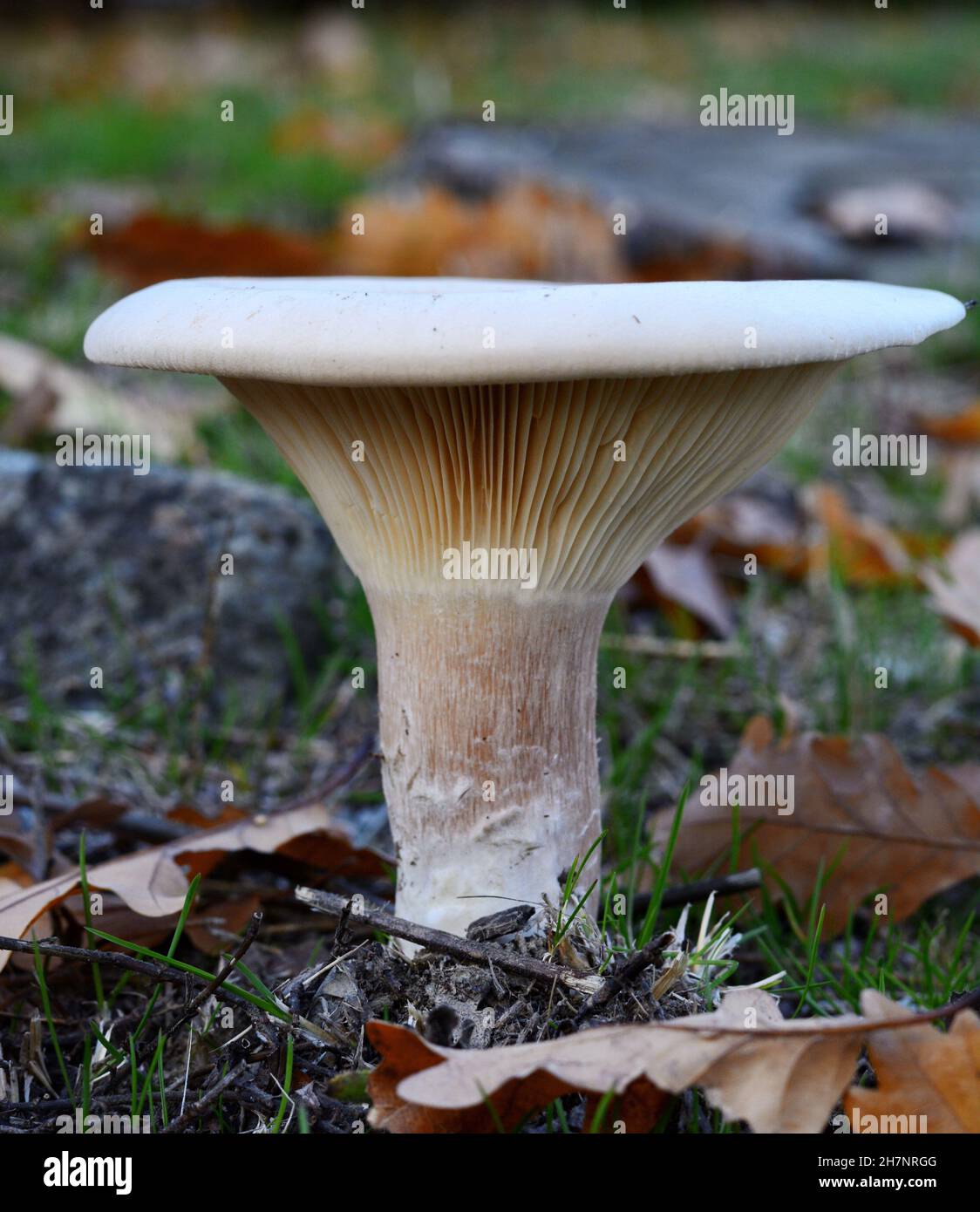 Trooping Funnel Fungus - Clitocybe geotropa Stock Photo - Alamy