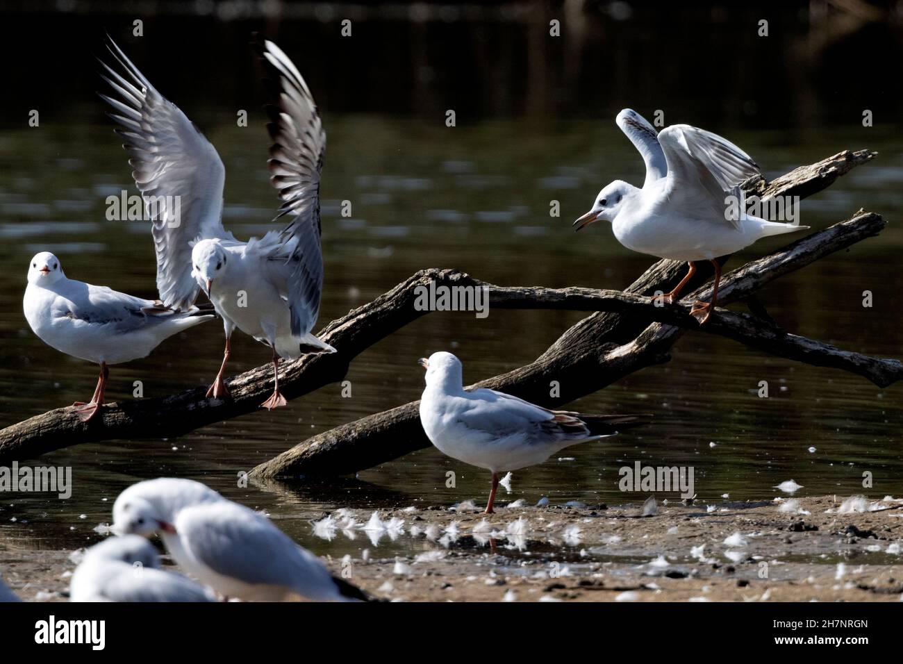 Bird,Birds,seagull,seagulls,squabbling,Hersey,Nature,Reserve,Isle of ...