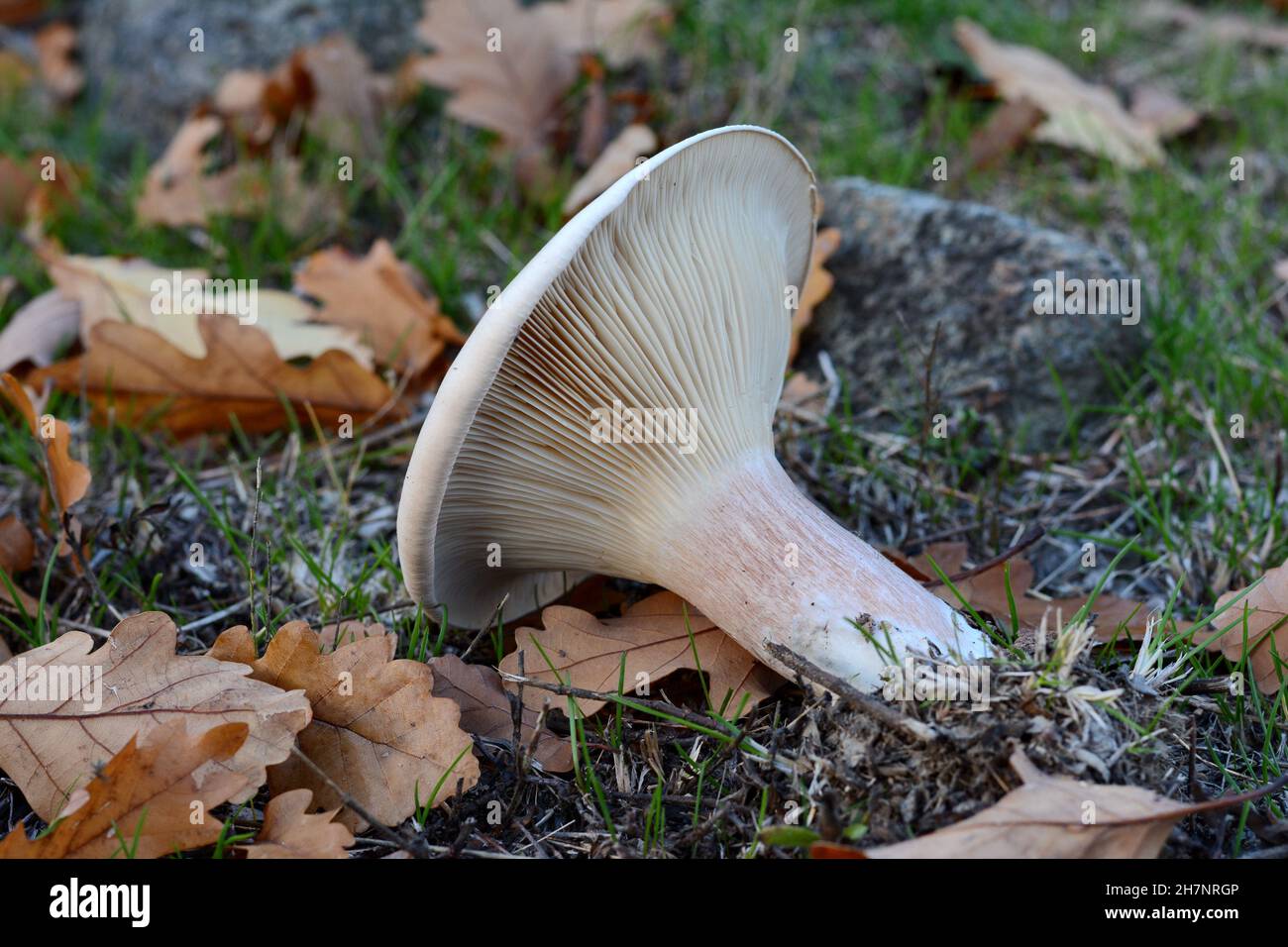 Trooping Funnel Fungus - Clitocybe geotropa Stock Photo - Alamy