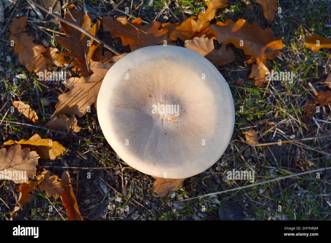 Trooping Funnel Fungus - Clitocybe geotropa Stock Photo - Alamy