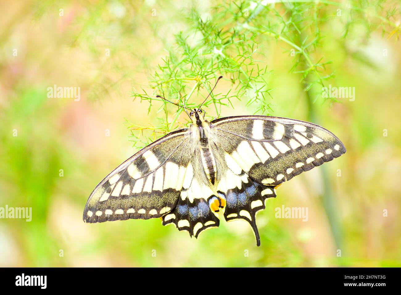 Broken wing. Butterfly Stock Photo - Alamy