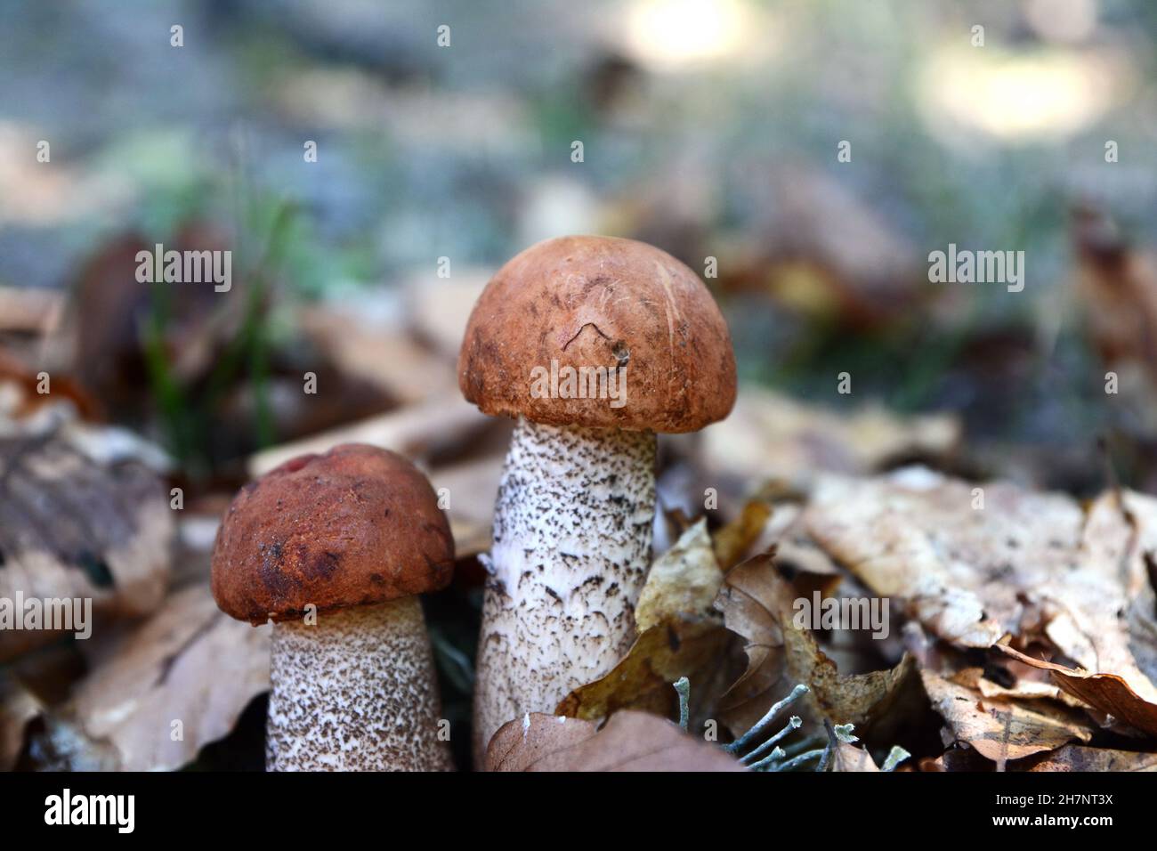 Closeup of mushroom leccinum aurantiacum in grass. Picturesque red ...