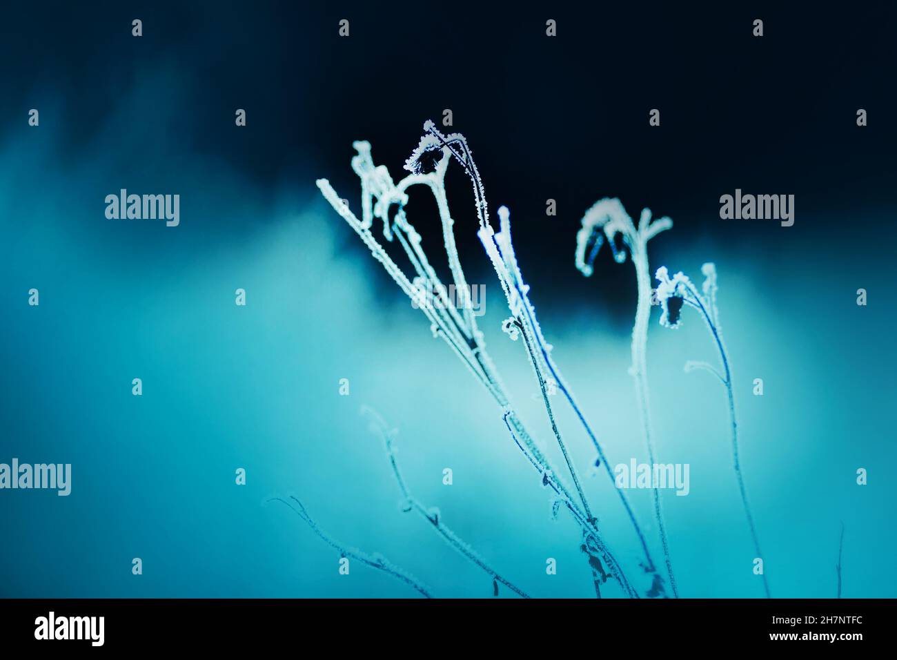 Beautiful withered flowers on thin stems covered with frost on a cold ...