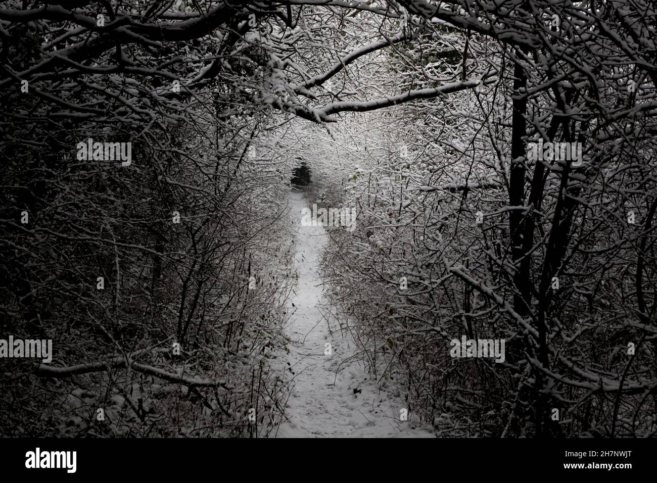 Snowy winter landscape. Tunnel of trees covered in snow. Ribble valley ...