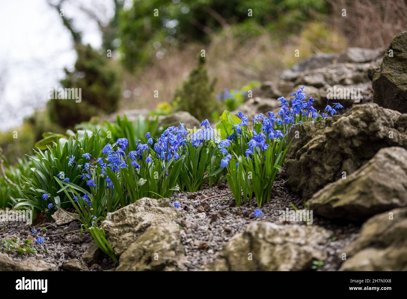 Small spring bluebells in a garden rockery. UK wildflowers in ...