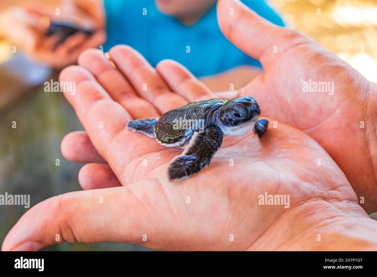 Cute black turtle baby on hands at Turtle breeding station in Bentota ...