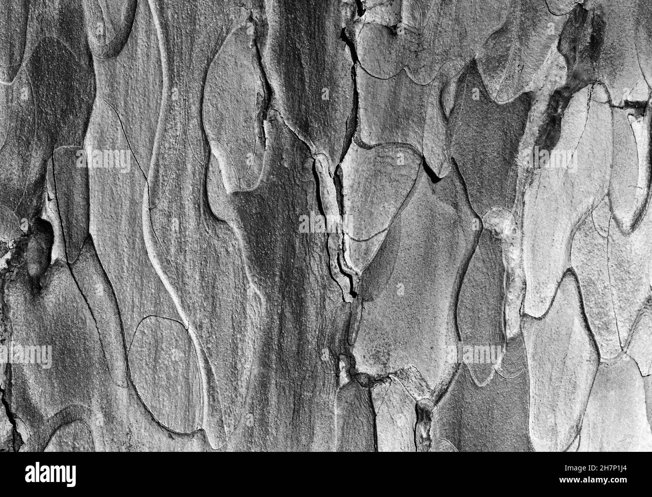 Wooden texture. Close-up view of Crimean pine tree. Black and white ...