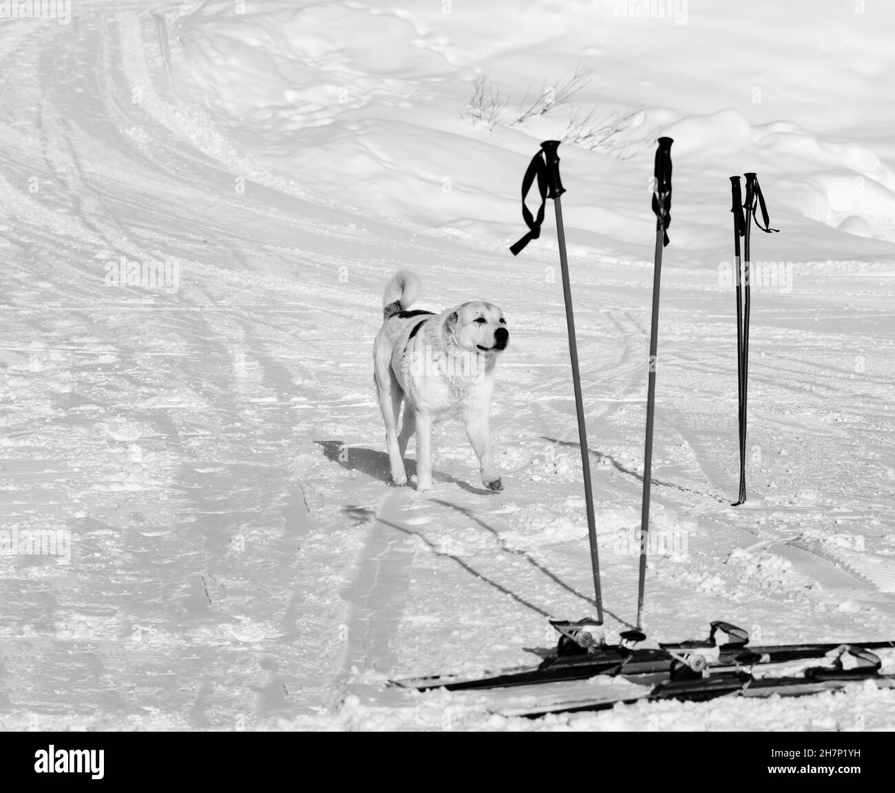 Off track skiing Black and White Stock Photos & Images - Alamy