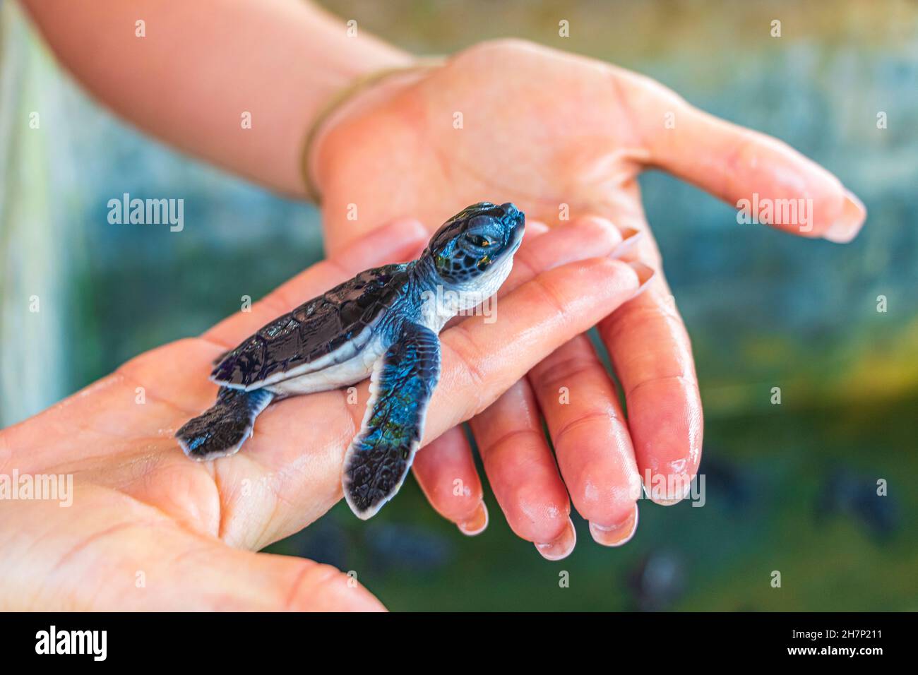 Cute black turtle baby on hands at Turtle breeding station in Bentota ...