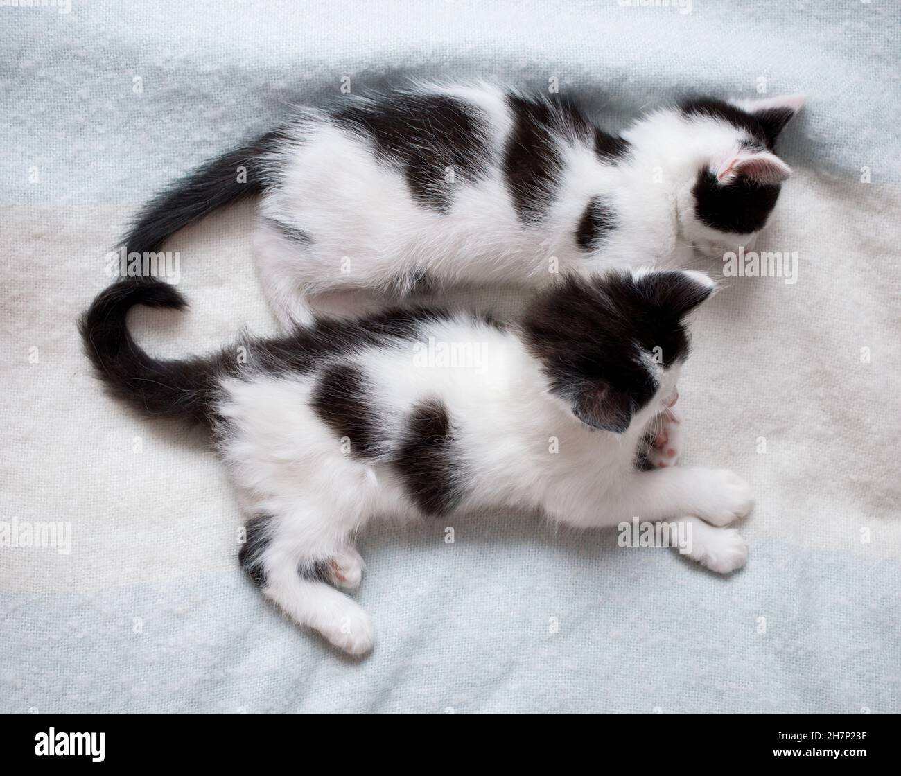 two black and white kittens lie side by side on a light blanket. The ...