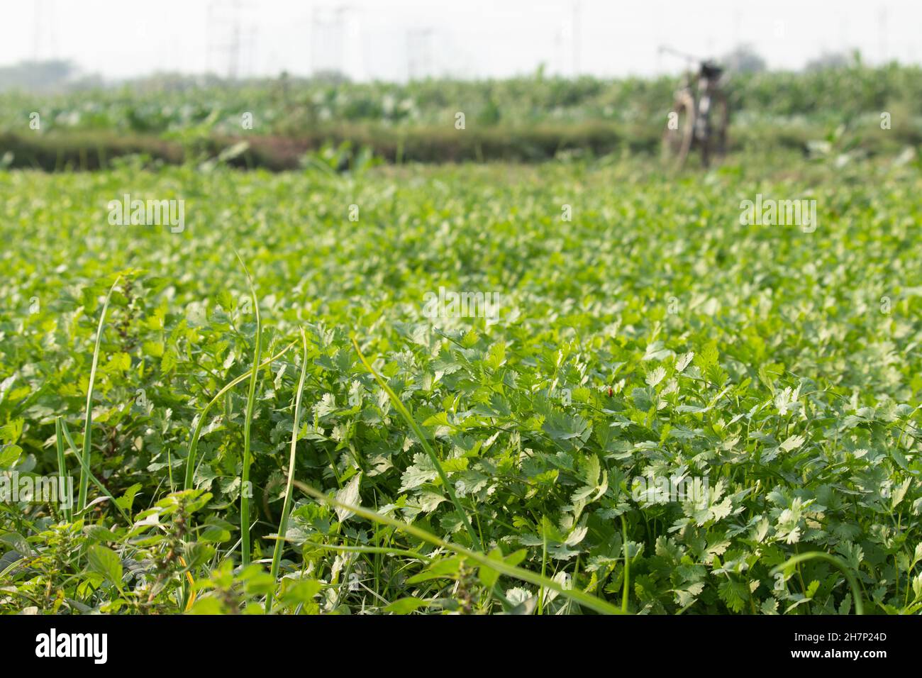 Fresh Green Farmland With Newly Grown Coriander Green Leaves Or Dhaniya ...