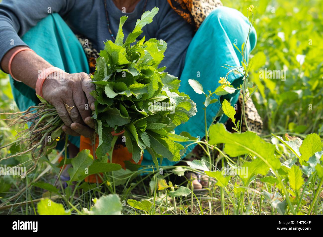Sarson field hi-res stock photography and images - Alamy