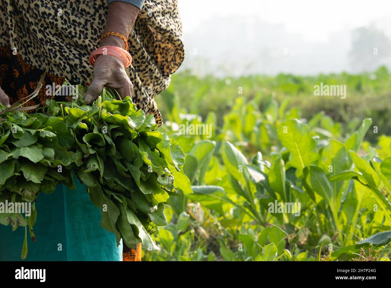 Newly Harvested Fresh Leaves Of Spinach Greens Called Palak Ka Saag Is ...