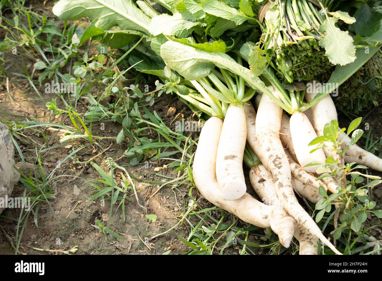 Newly Harvested Fresh White Radish With Green Leaves Called Muli Saag ...
