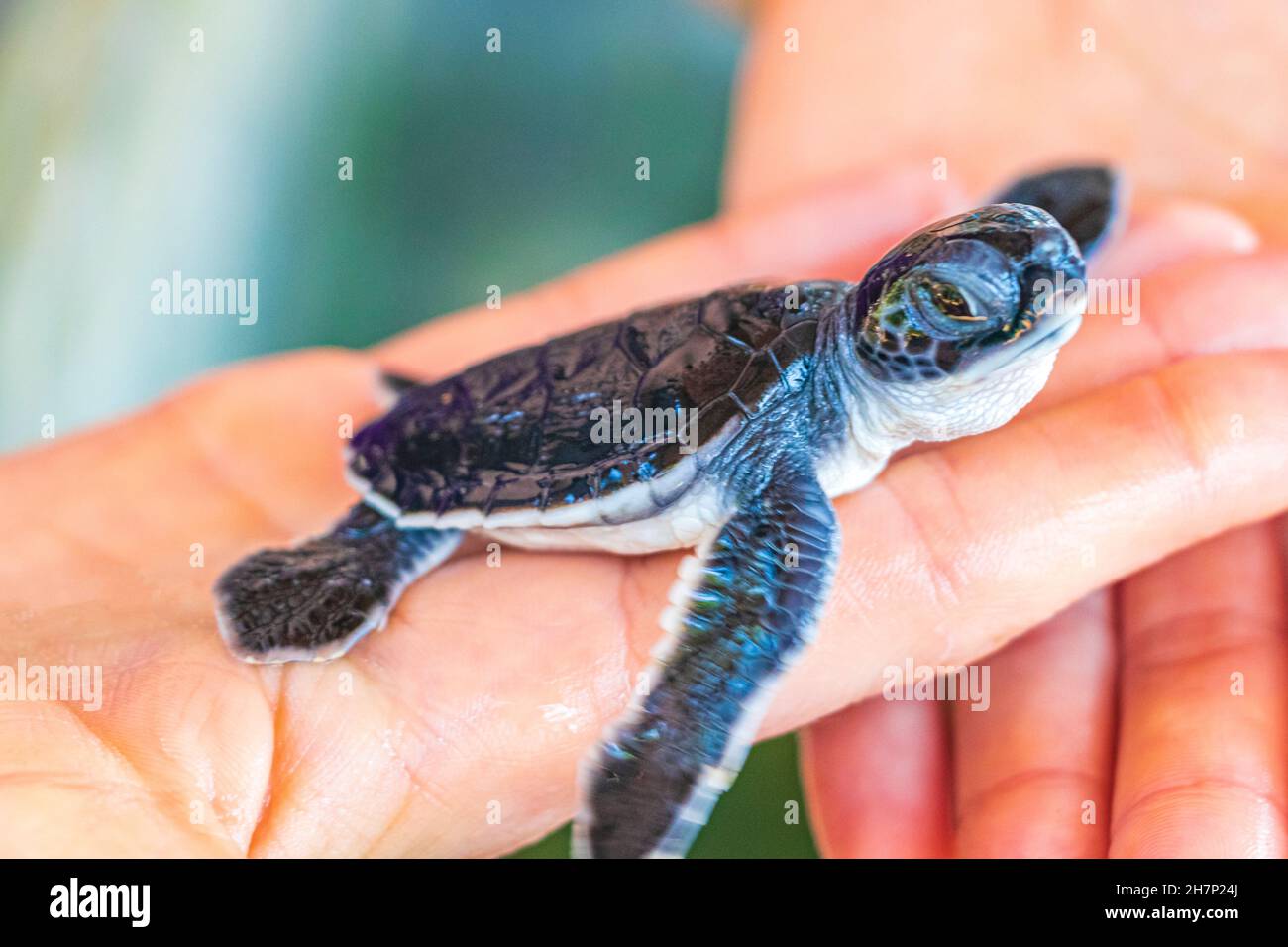 Hands holding sea turtles hi-res stock photography and images - Alamy