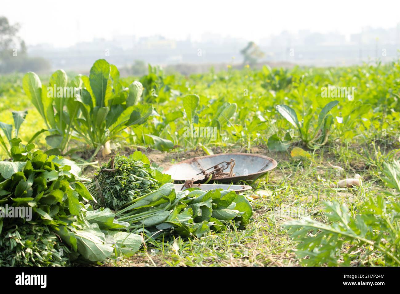 Sarson field hi-res stock photography and images - Alamy
