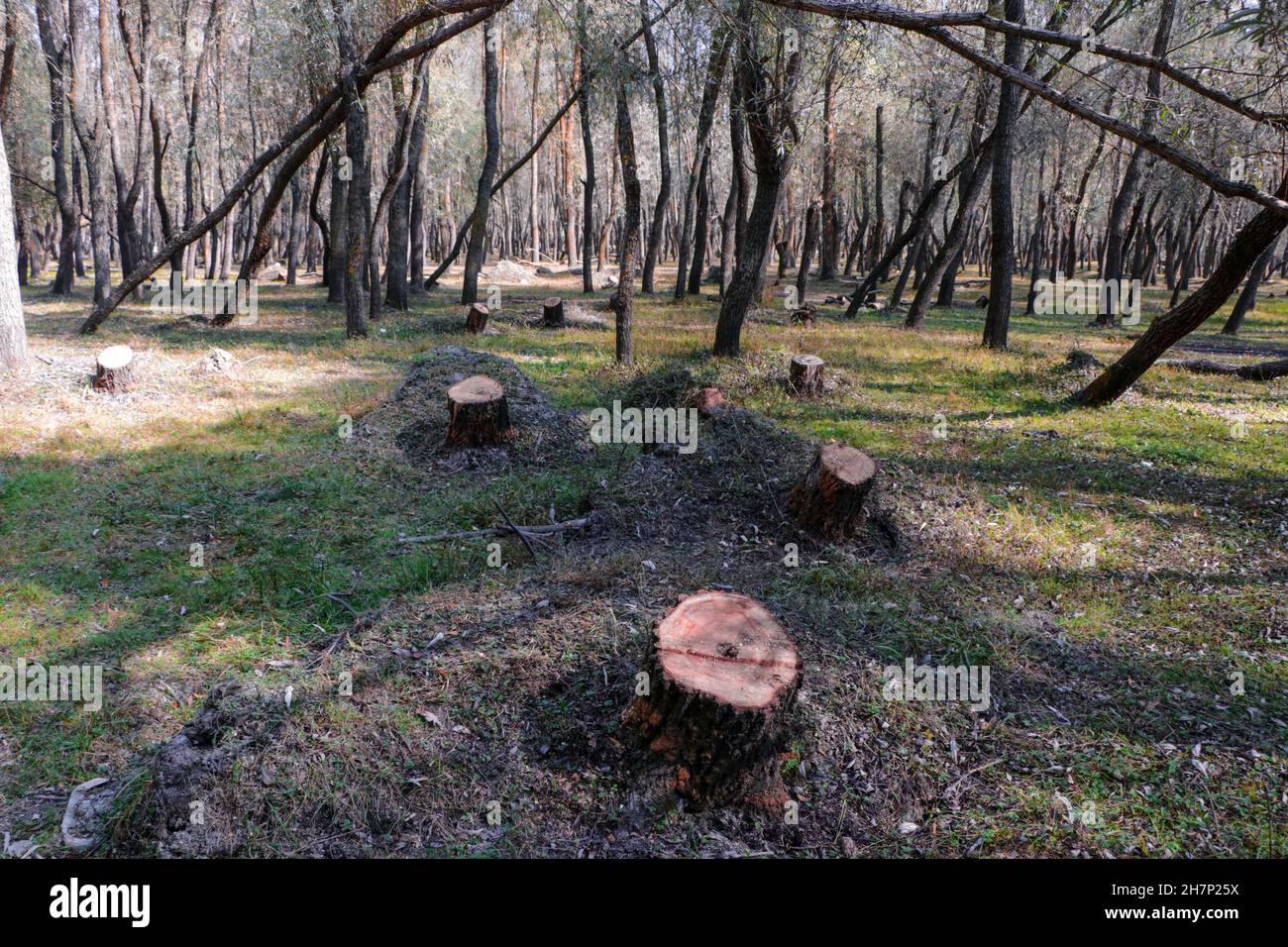 Leveled trees hi-res stock photography and images - Alamy