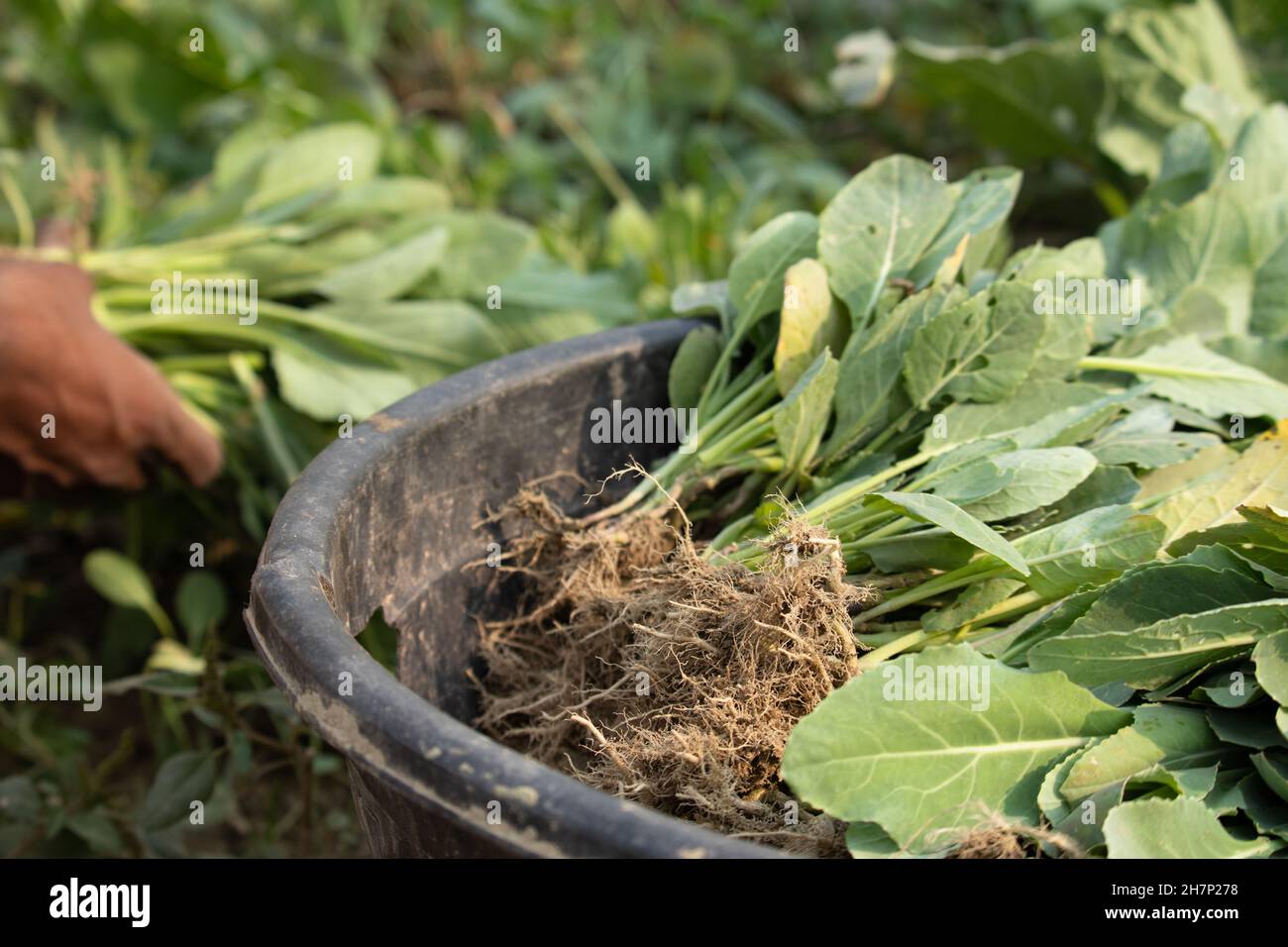 Group Of Fresh Green Leaves Of Cauliflower With Roots Called Gobi Or ...