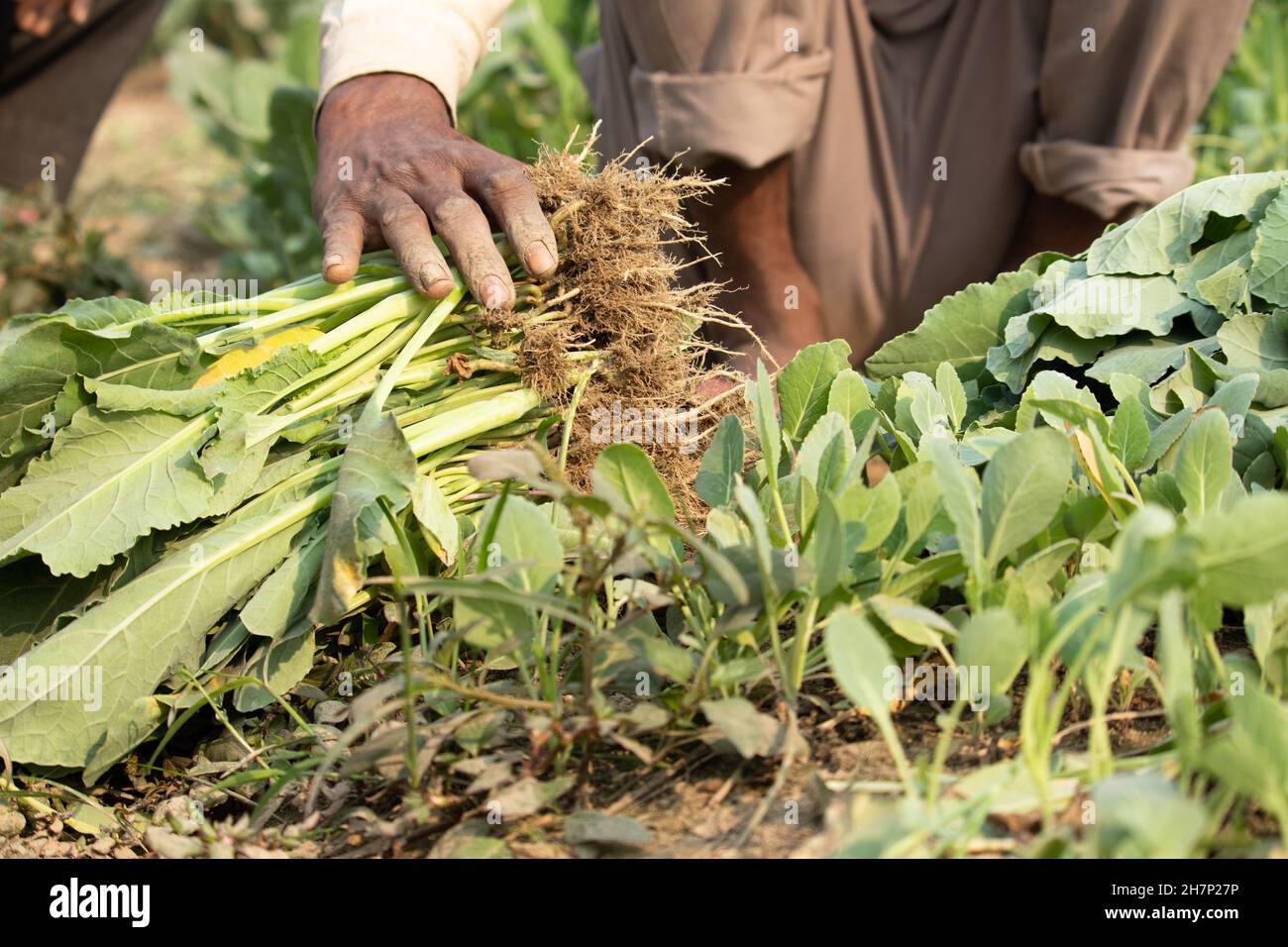 Group Of Fresh Green Leaves Of Cauliflower With Roots Called Gobi Or ...