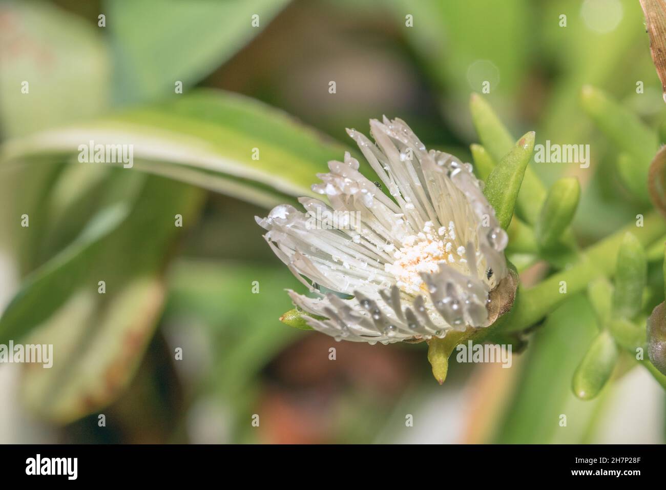 (Lampranthus Blandus) Midday Flower Ice Plant, Wild flowers during ...
