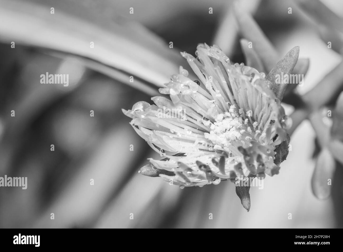 (Lampranthus Blandus) Midday Flower Ice Plant, Wild flowers during ...