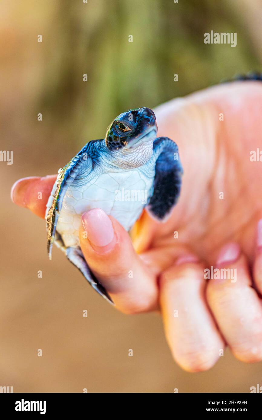Cute black turtle baby on hands at Turtle breeding station in Bentota ...