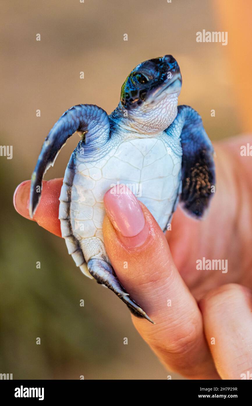 Cute black turtle baby on hands at Turtle breeding station in Bentota ...