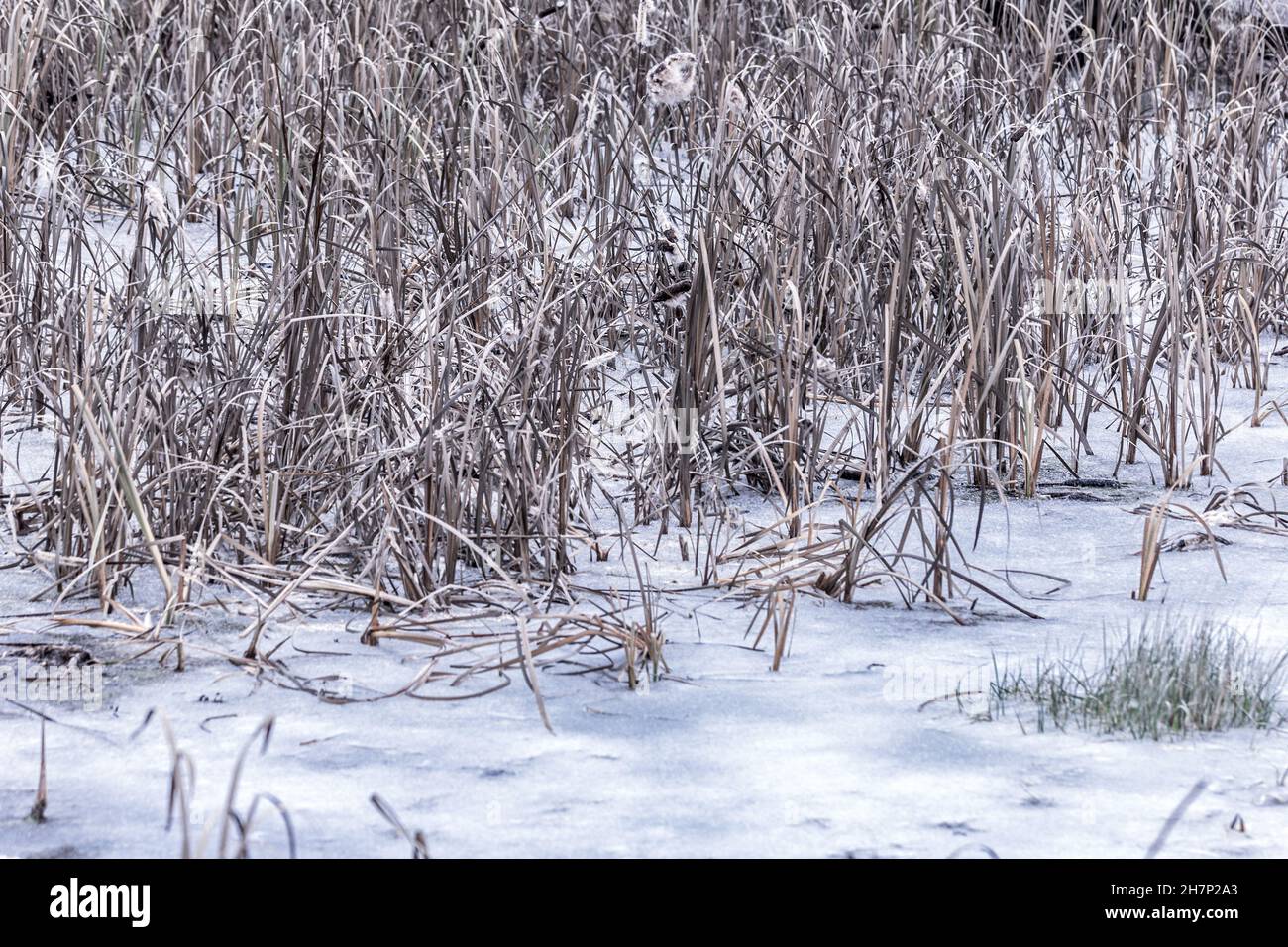 Dry marsh grass hi-res stock photography and images - Alamy