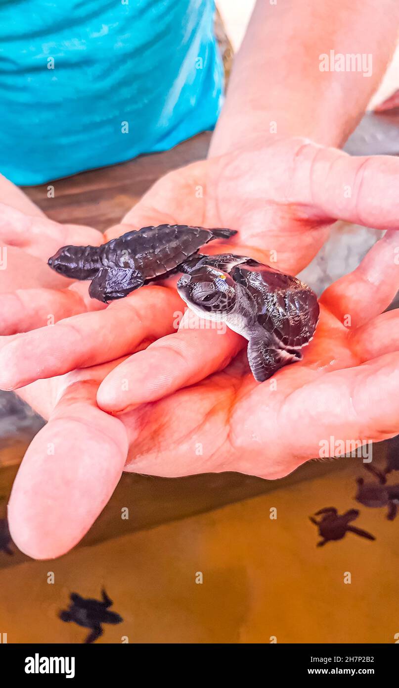 Cute black turtle babies turtles on hands at Turtle breeding station in ...