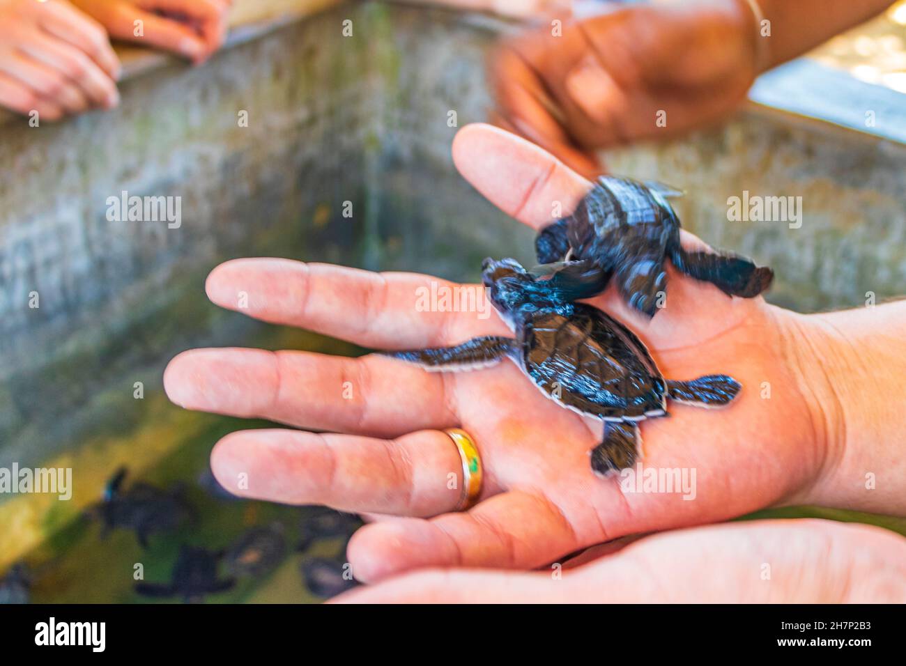Cute black turtle babies turtles on hands at Turtle breeding station in ...