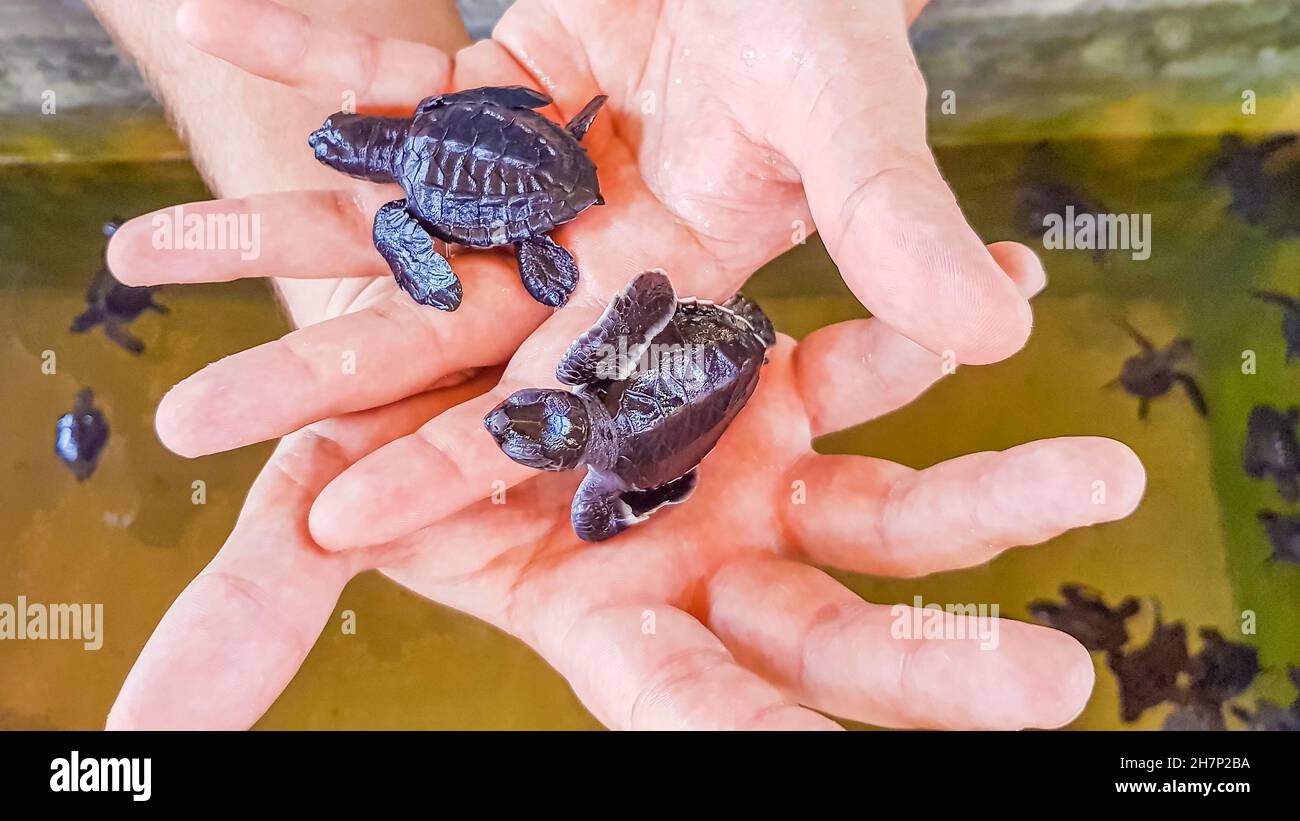 Cute black turtle babies turtles on hands at Turtle breeding station in ...