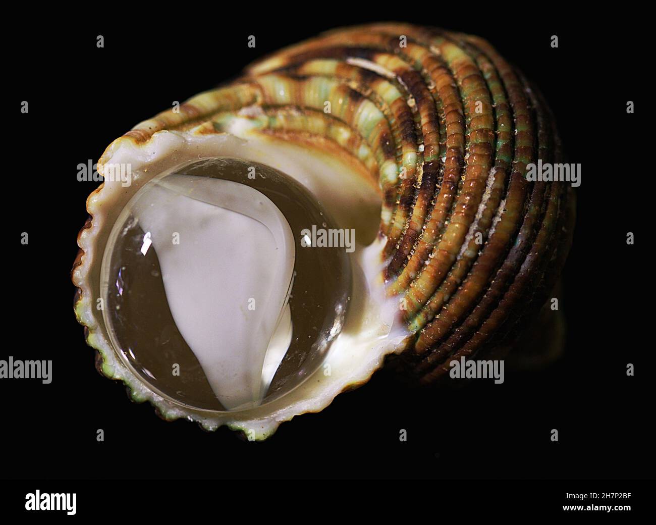 Marble shell hi-res stock photography and images - Alamy