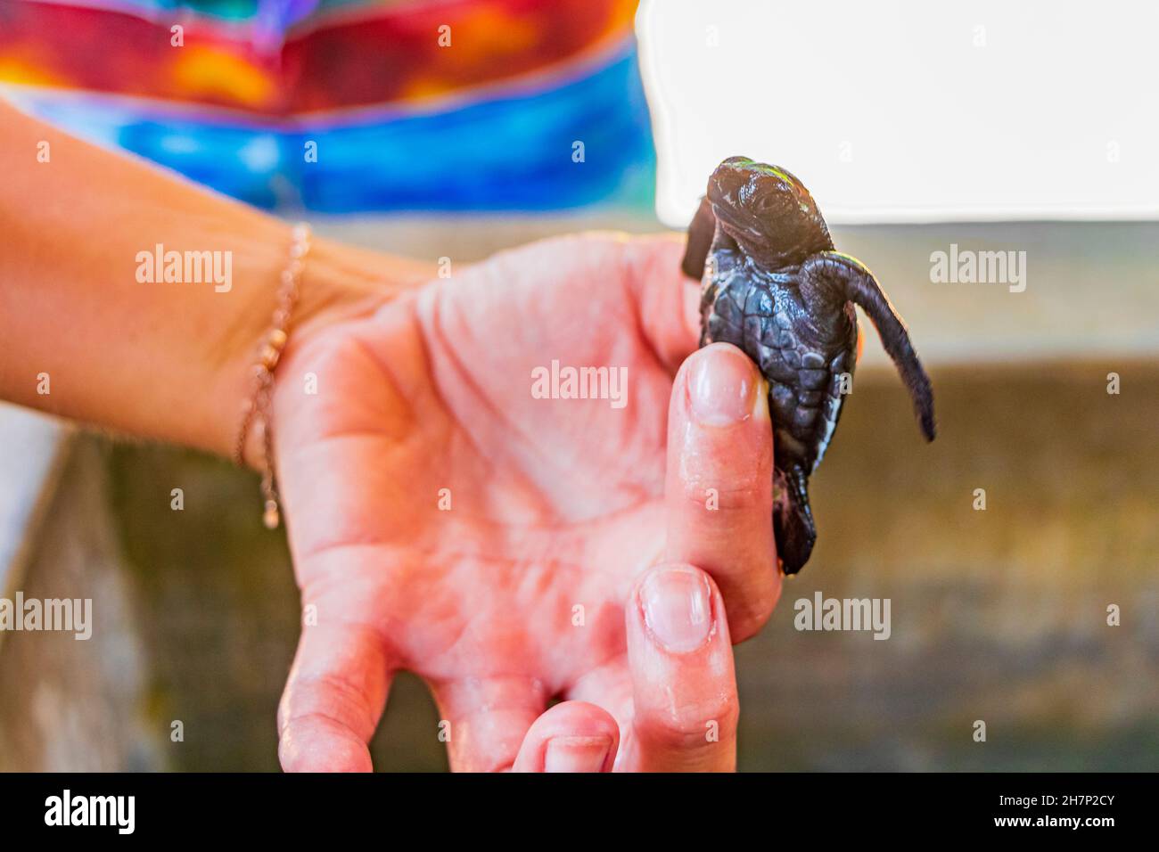 Cute black turtle baby on hands at Turtle breeding station in Bentota ...