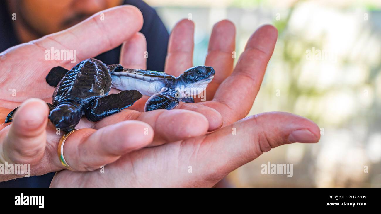 Cute black turtle babies turtles on hands at Turtle breeding station in ...