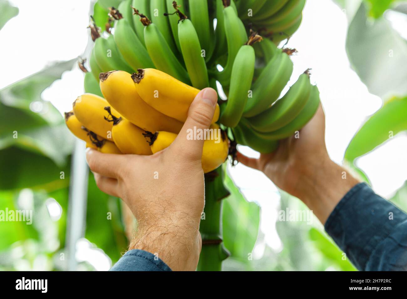 Man farmer pluck harvesting ripe yellow bananas fruit harvest from ...