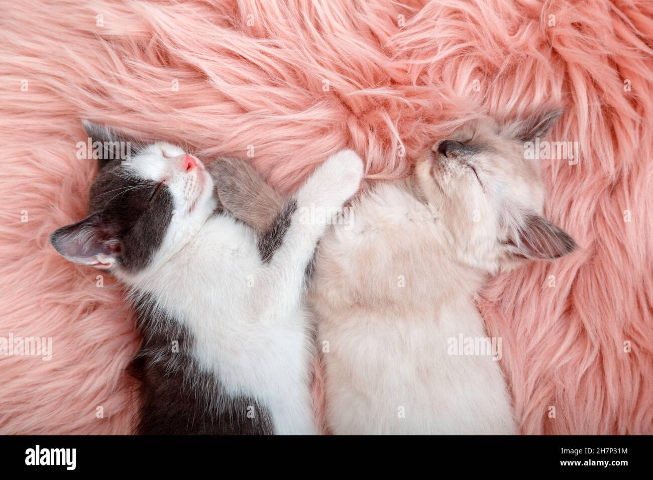 Cute couple little happy kittens in love sleep together on pink fluffy ...