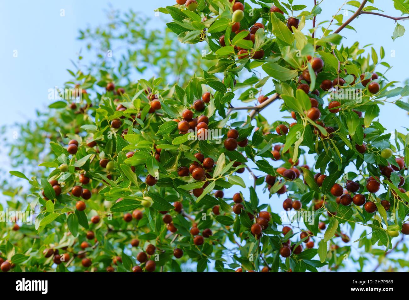 Chinese date, capiinit, jojoba, process jujuba. Jujube branches ...