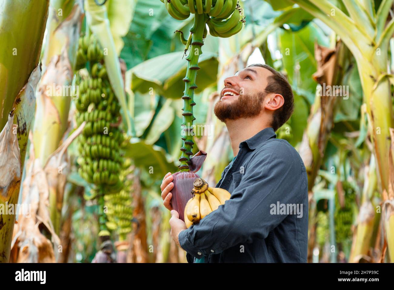 Man farmer glad to good banana harvest hugs banana flower pluck ripe ...