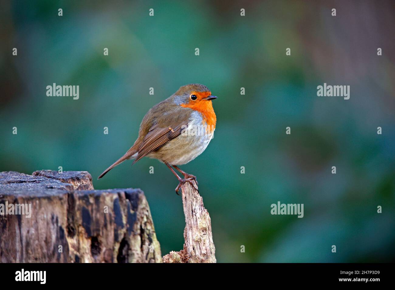 Photo of a robin on a log hi-res stock photography and images - Alamy