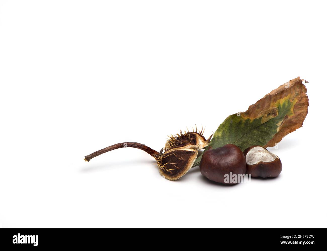 Close-up of autumn chestnuts with shell and leaves isolated on white ...