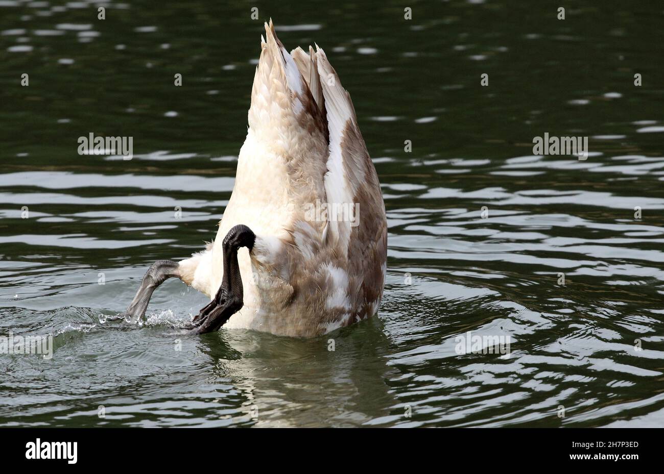 Diving swan hi-res stock photography and images - Alamy