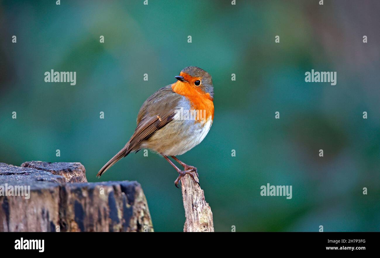 Eurasian robin perched on a log in the woods Stock Photo - Alamy