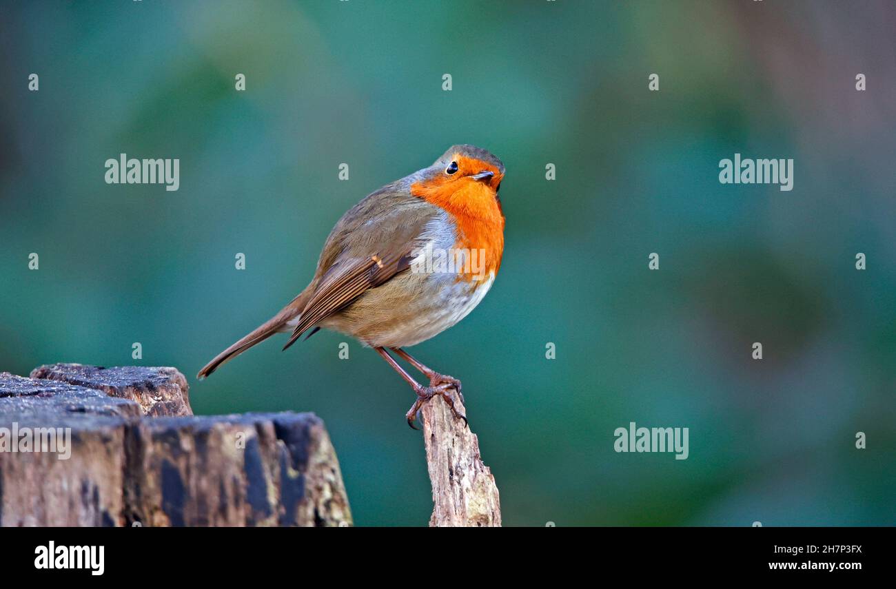 Eurasian robin perched on a log in the woods Stock Photo - Alamy