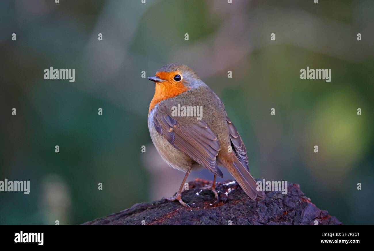 Eurasian robin perched on a log in the woods Stock Photo - Alamy