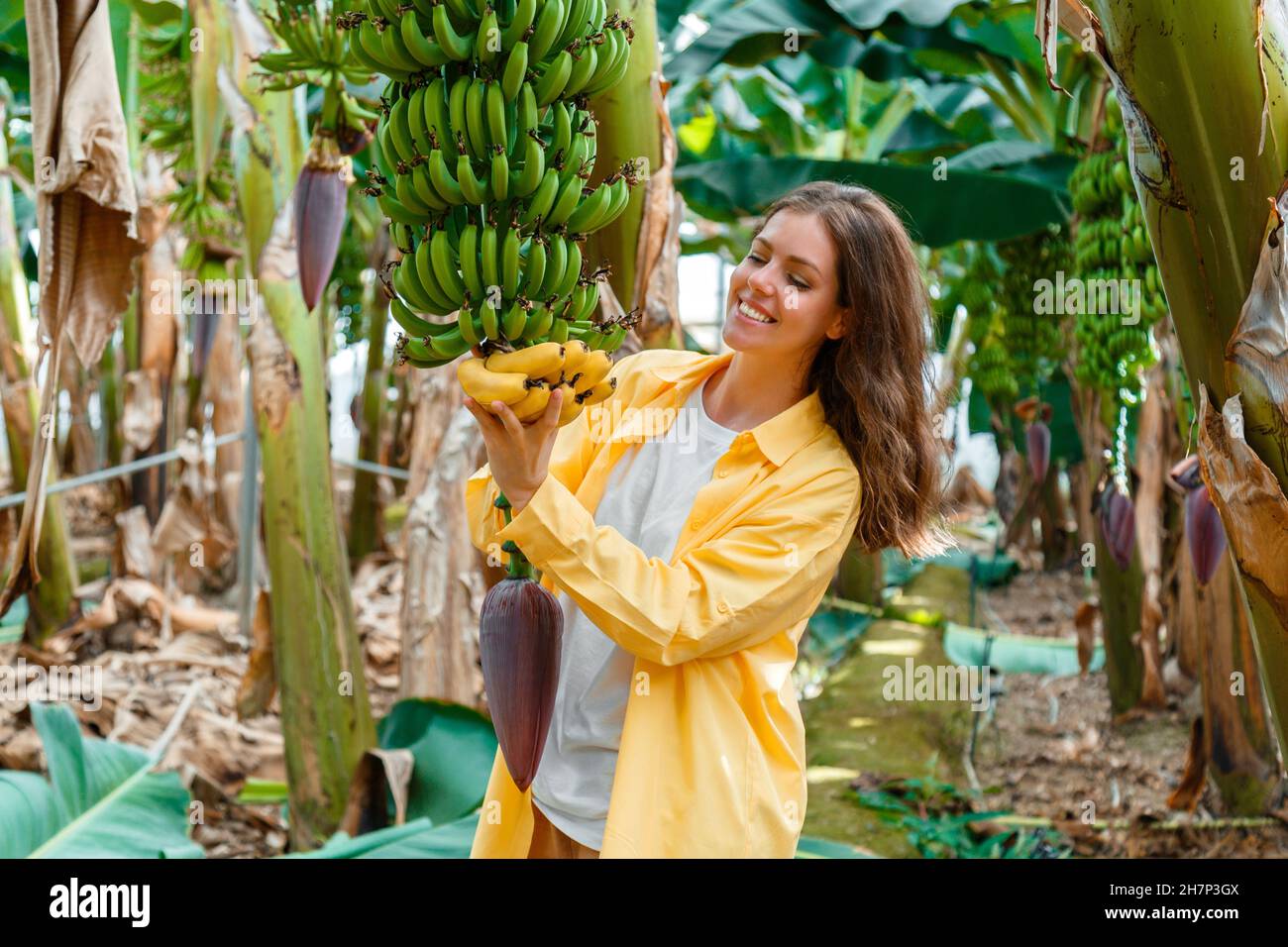 Happy smiling Woman farmer pluck ripe yellow bananas from bunch. Banana fruits harvest on young ...