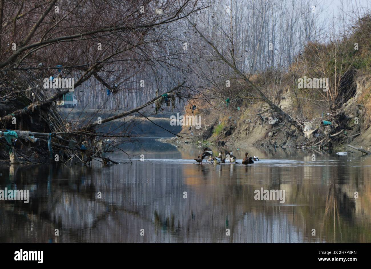 Plastic ducks on a river hi-res stock photography and images - Alamy
