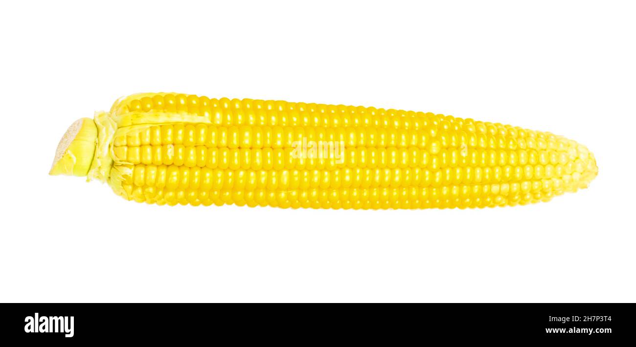 Panoramic photo of a head of corn. Corn isolated on white background ...