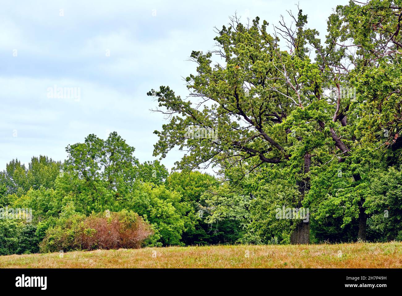Green forest with big tree on a warm day Stock Photo - Alamy